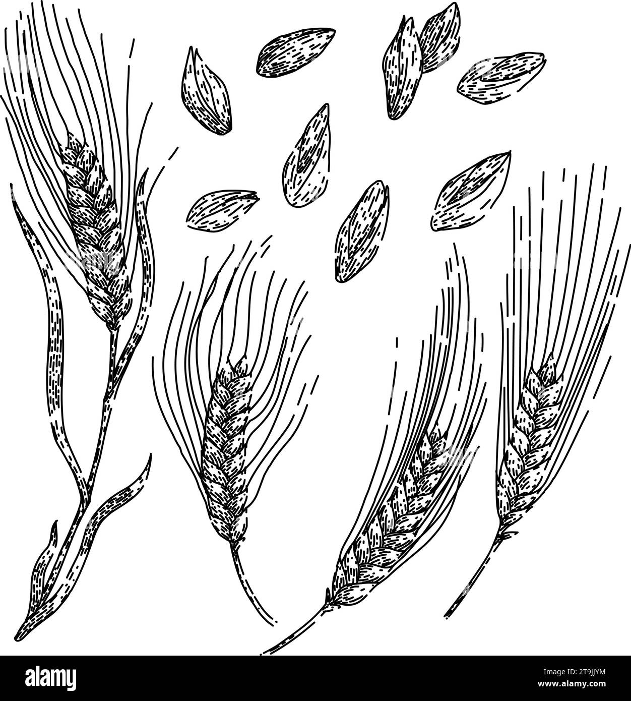 barley set sketch hand drawn vector Stock Vector Image & Art - Alamy