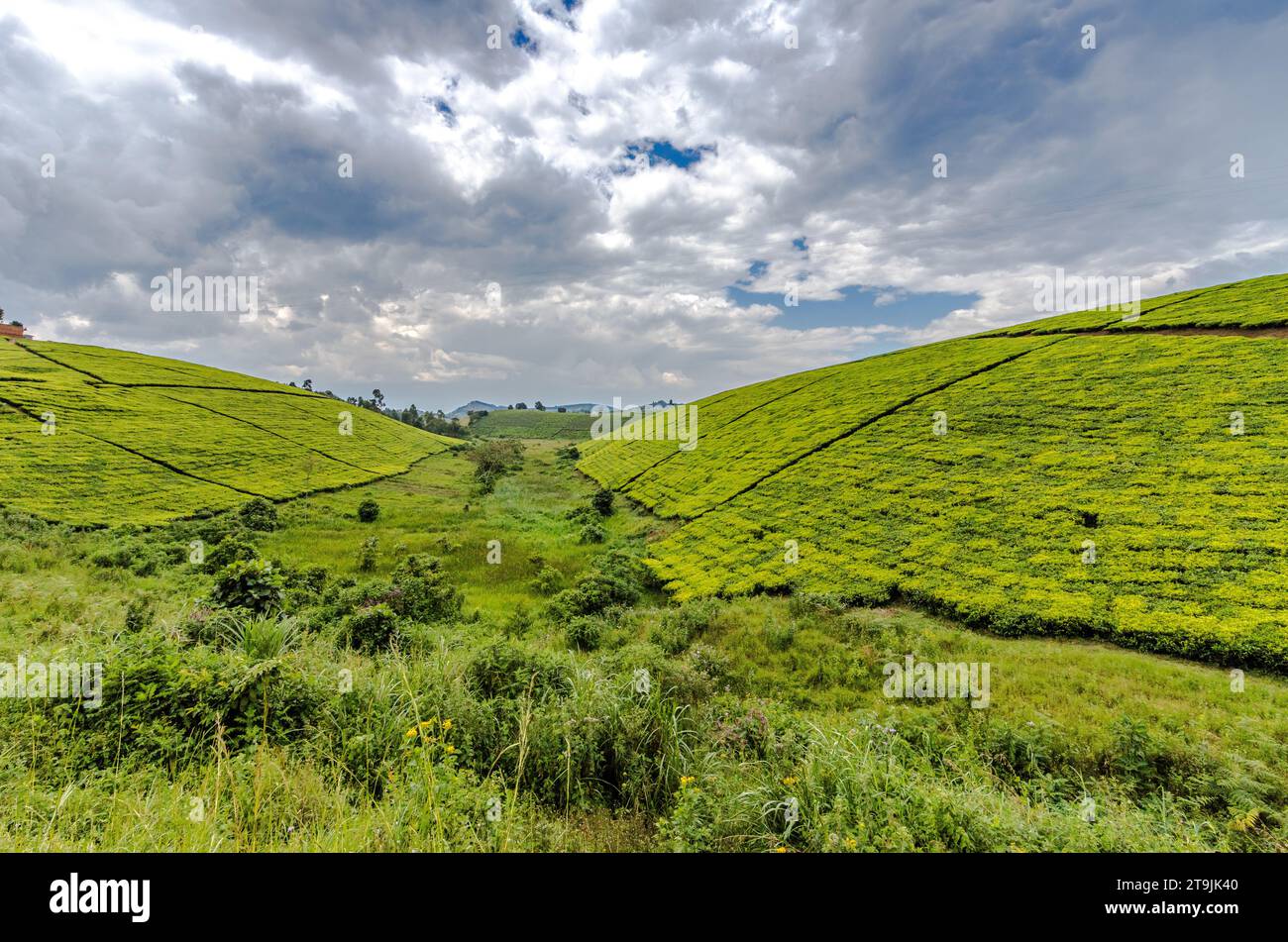 Uganda & Rwanda Stock Photo - Alamy