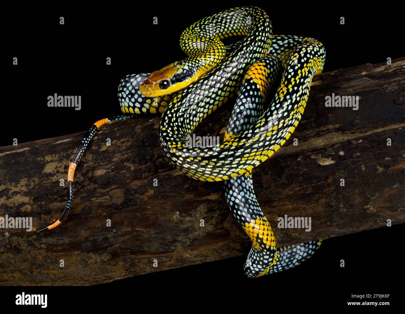 The mythical Rainbow Tree Snake (Gonyosoma margaritus) is an extremely ...