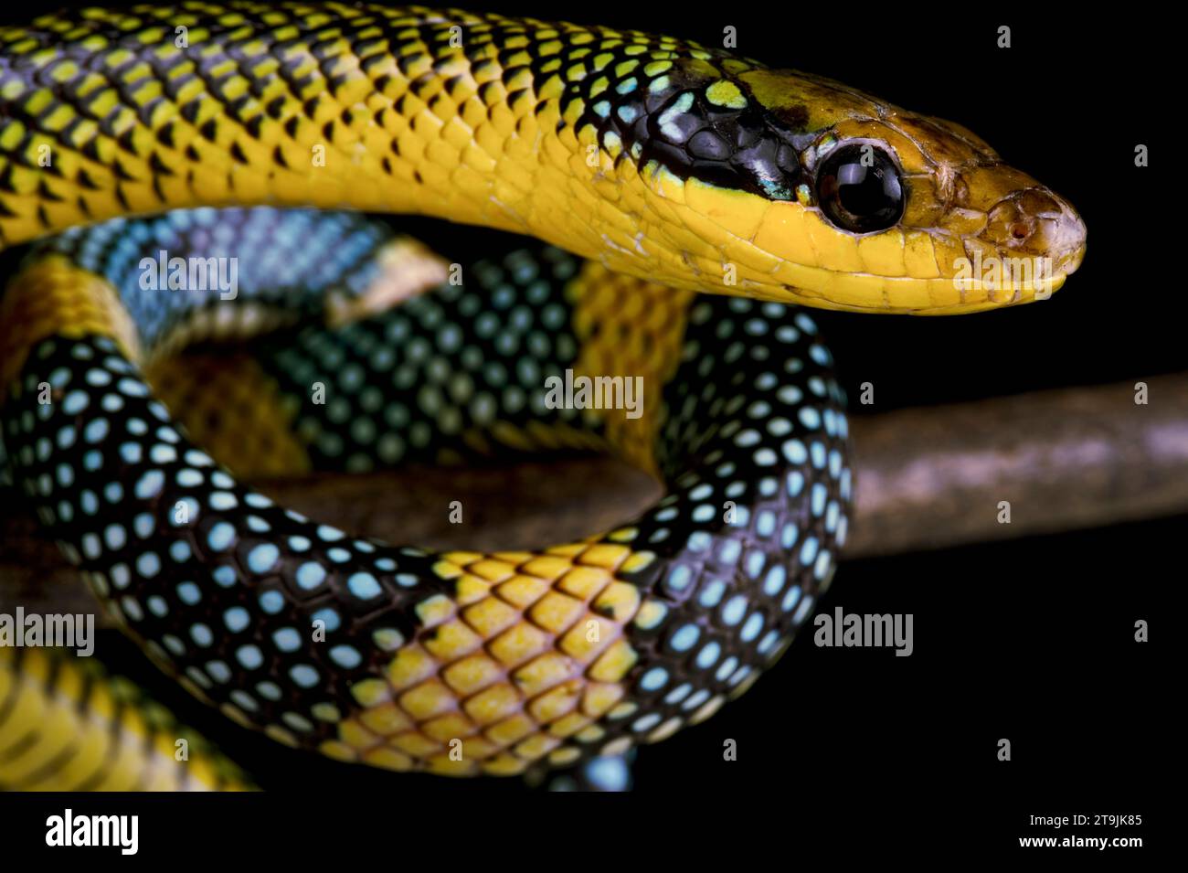 The mythical Rainbow Tree Snake (Gonyosoma margaritus) is an extremely ...