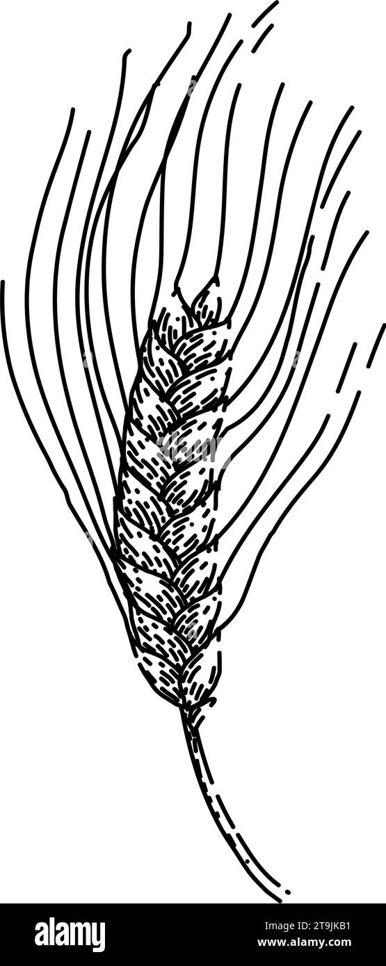 wheat barley sketch hand drawn vector Stock Vector Image & Art - Alamy