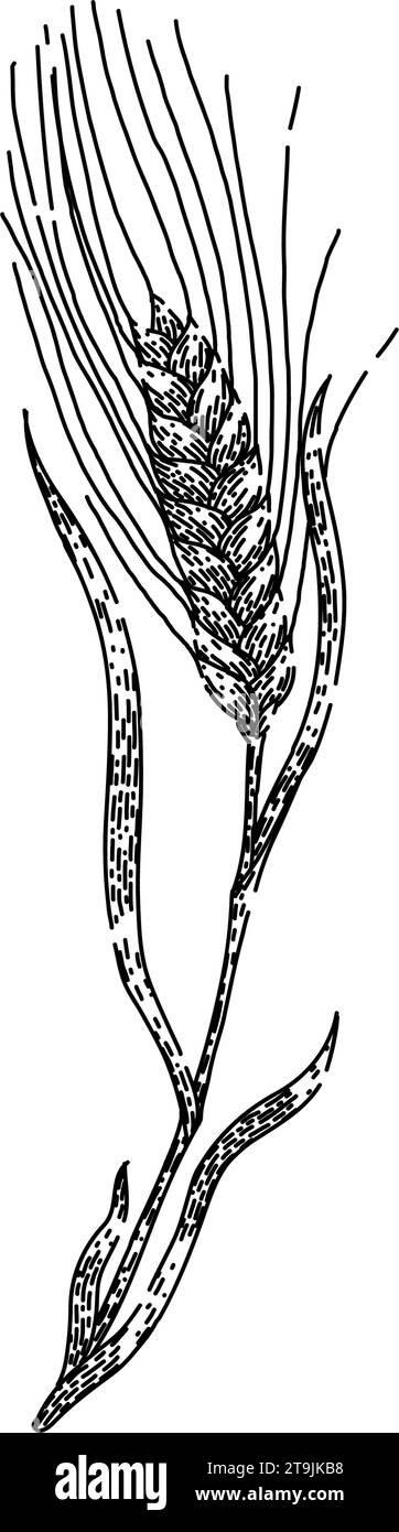 harvest barley sketch hand drawn vector Stock Vector Image & Art - Alamy