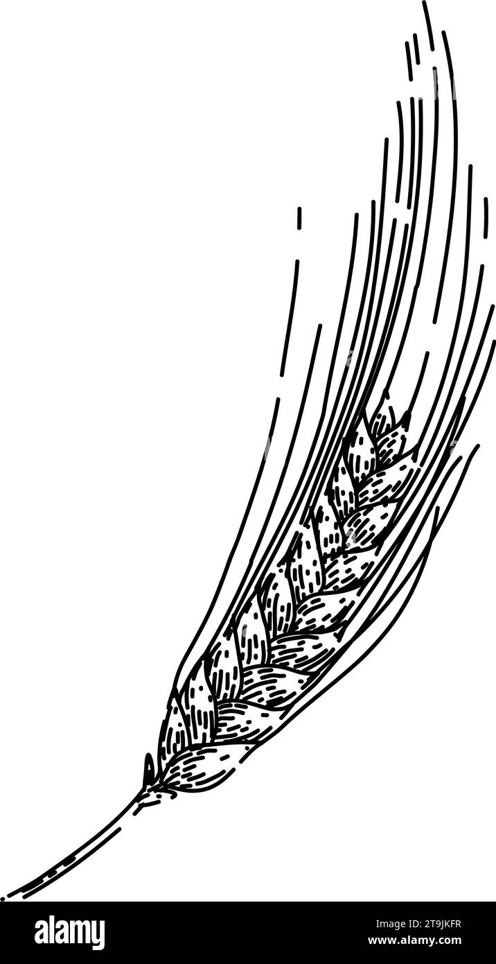 agriculture barley sketch hand drawn vector Stock Vector Image & Art ...