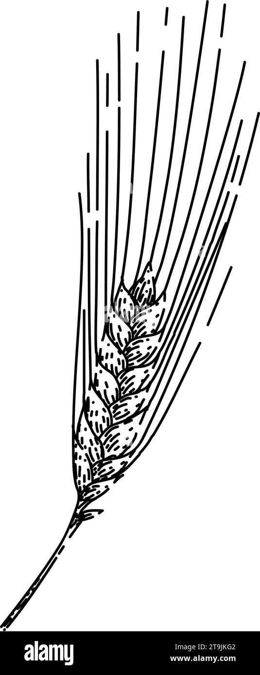 bread barley sketch hand drawn vector Stock Vector Image & Art - Alamy