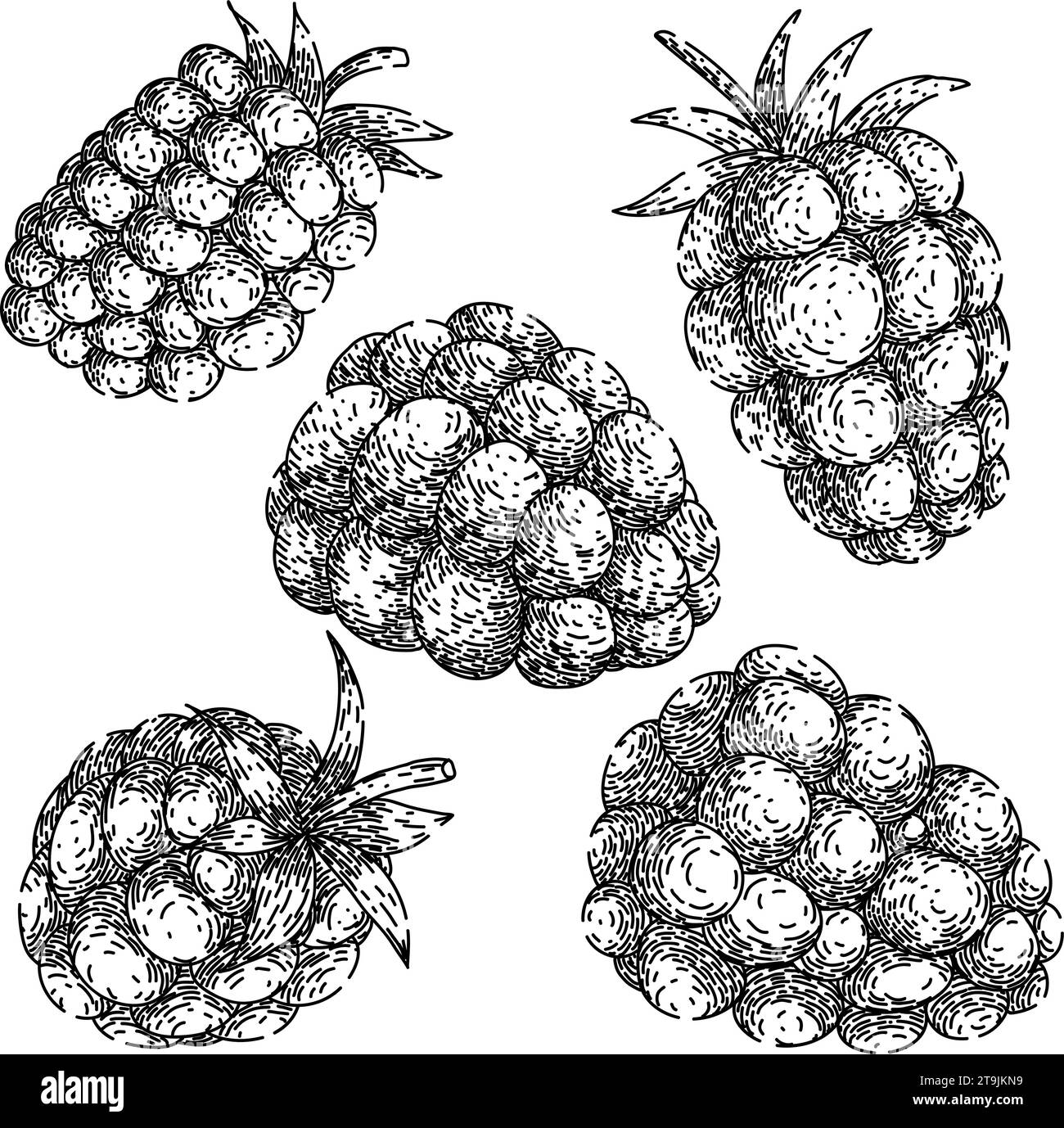 blackberry set sketch hand drawn vector Stock Vector Image & Art - Alamy
