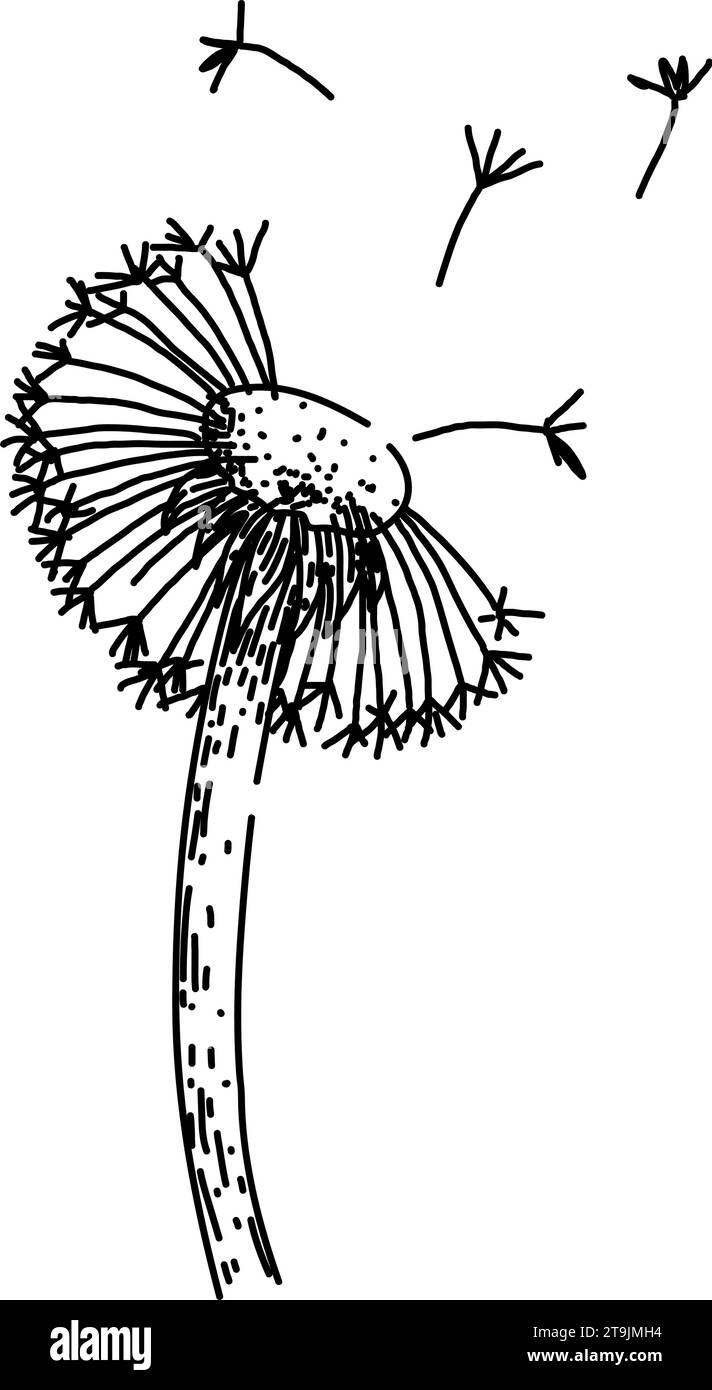 flower dandelion sketch hand drawn vector Stock Vector Image & Art - Alamy