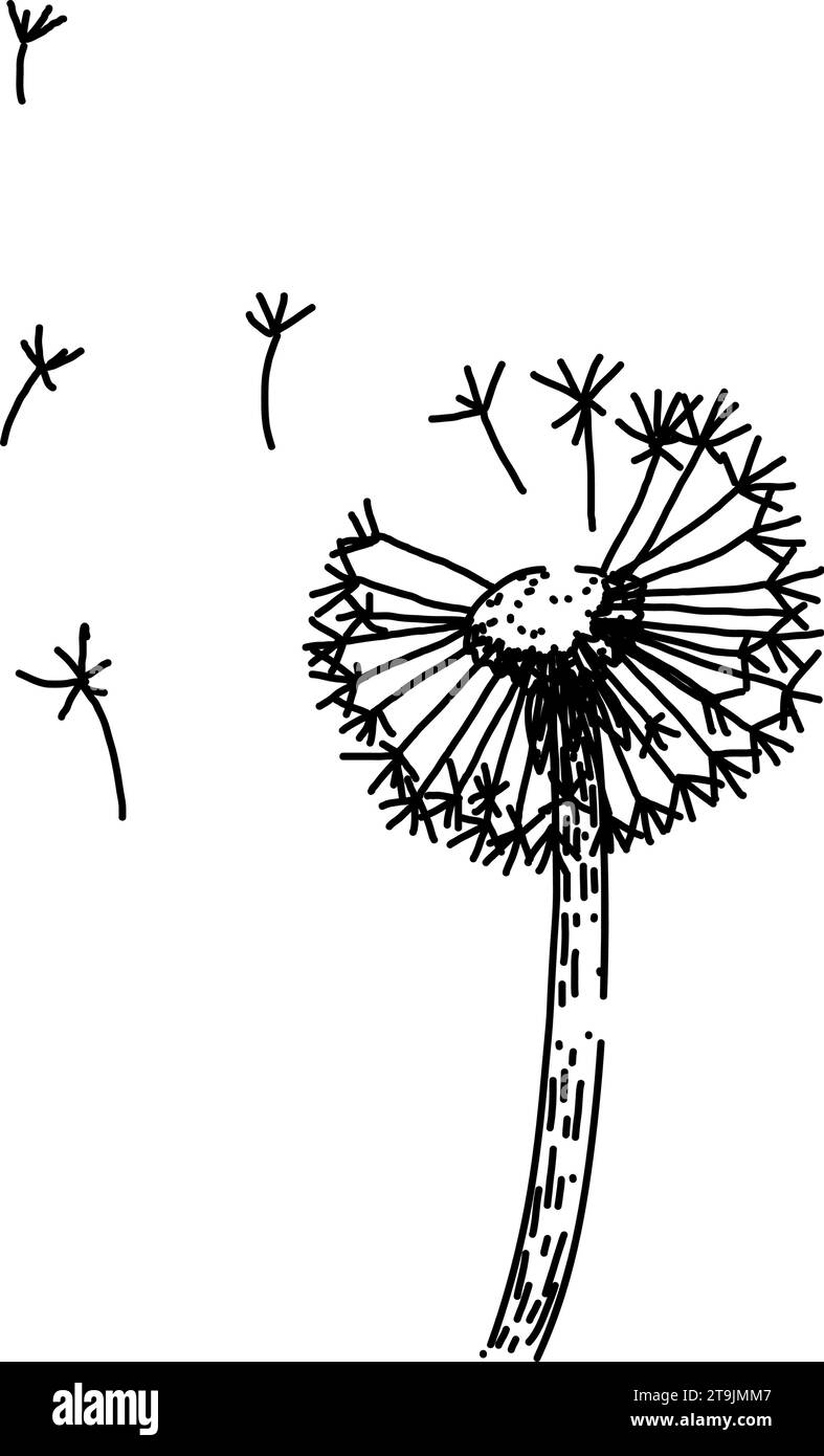 plant dandelion sketch hand drawn vector Stock Vector Image & Art - Alamy