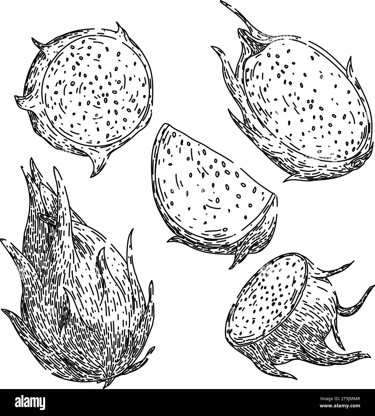 dragon fruit set sketch hand drawn vector Stock Vector Image & Art - Alamy