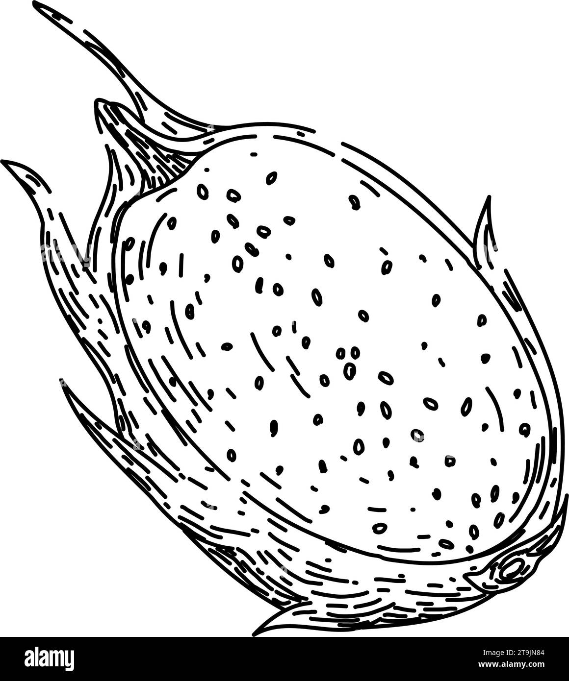 cactus dragon fruit sketch hand drawn vector Stock Vector Image & Art ...