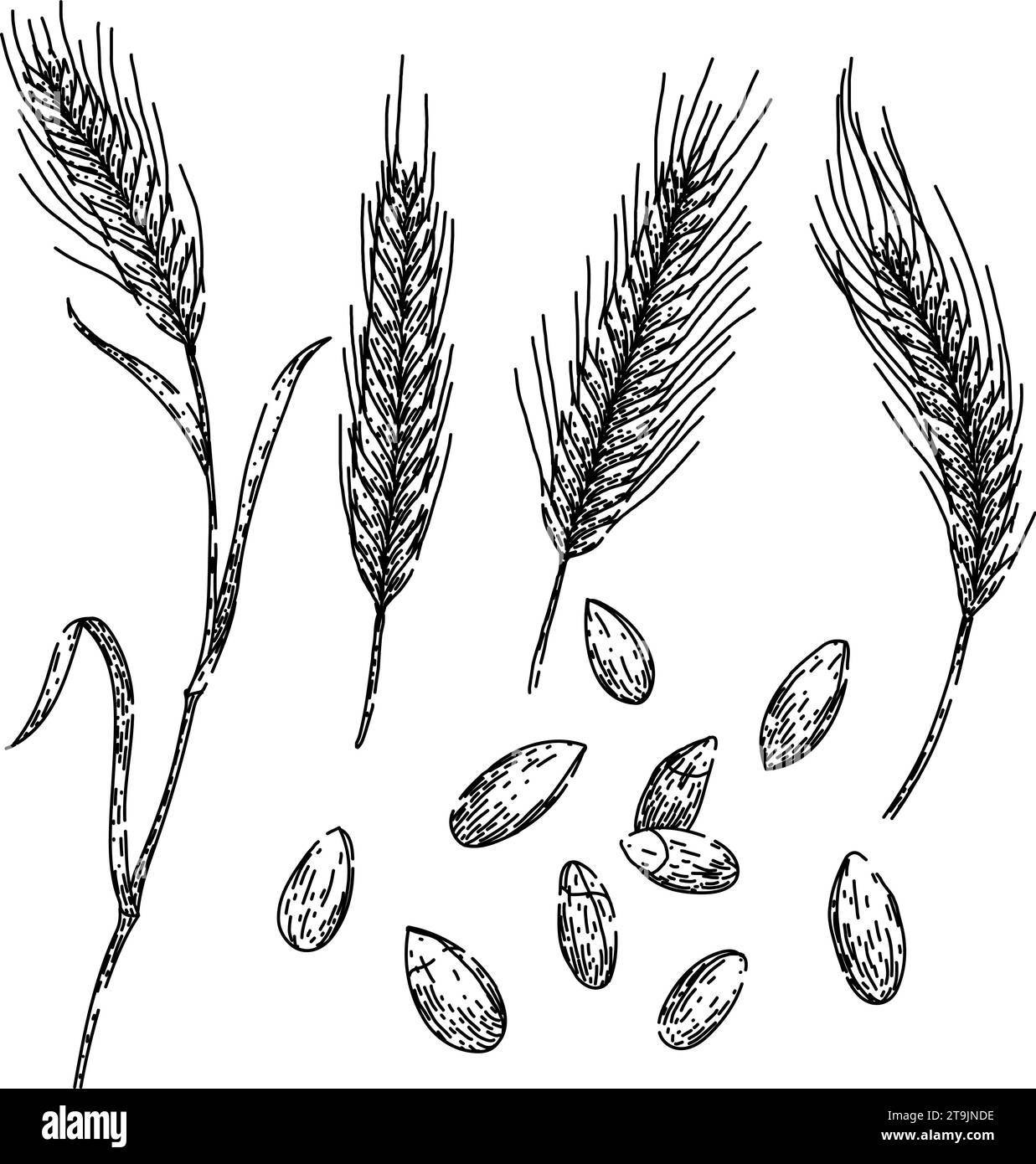 rye set sketch hand drawn vector Stock Vector Image & Art - Alamy