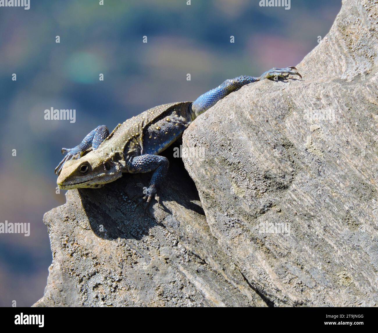 Dragon lizards up close hi-res stock photography and images - Alamy