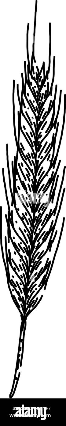 grain rye sketch hand drawn vector Stock Vector Image & Art - Alamy