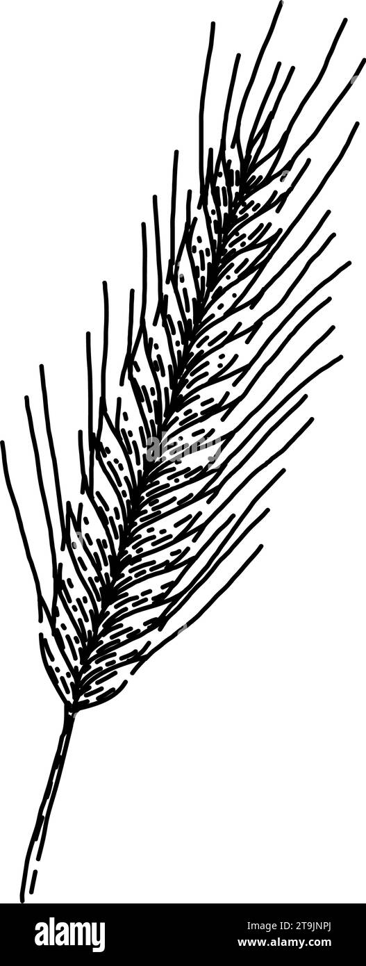 wheat rye sketch hand drawn vector Stock Vector Image & Art - Alamy