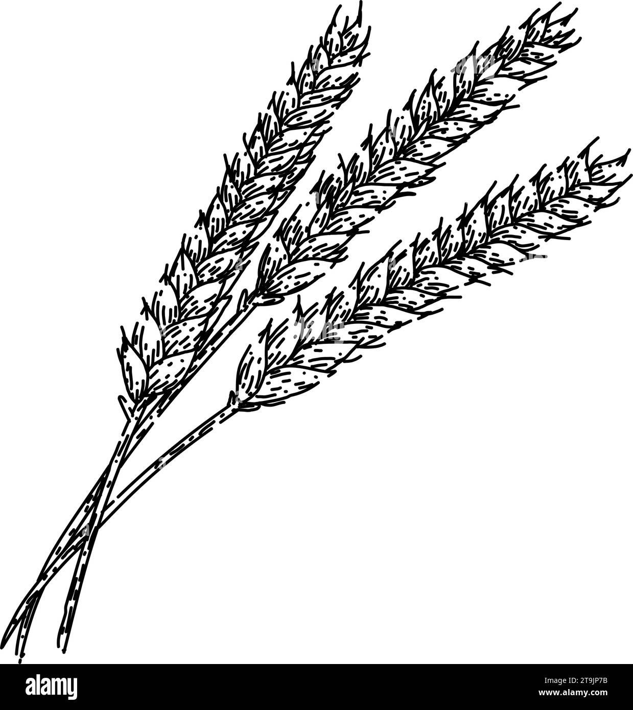 crop wheat sketch hand drawn vector Stock Vector Image & Art - Alamy