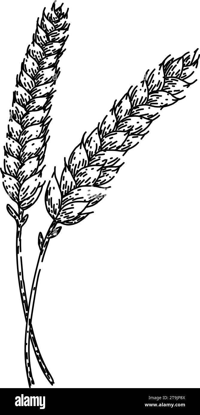 grain wheat sketch hand drawn vector Stock Vector Image & Art - Alamy