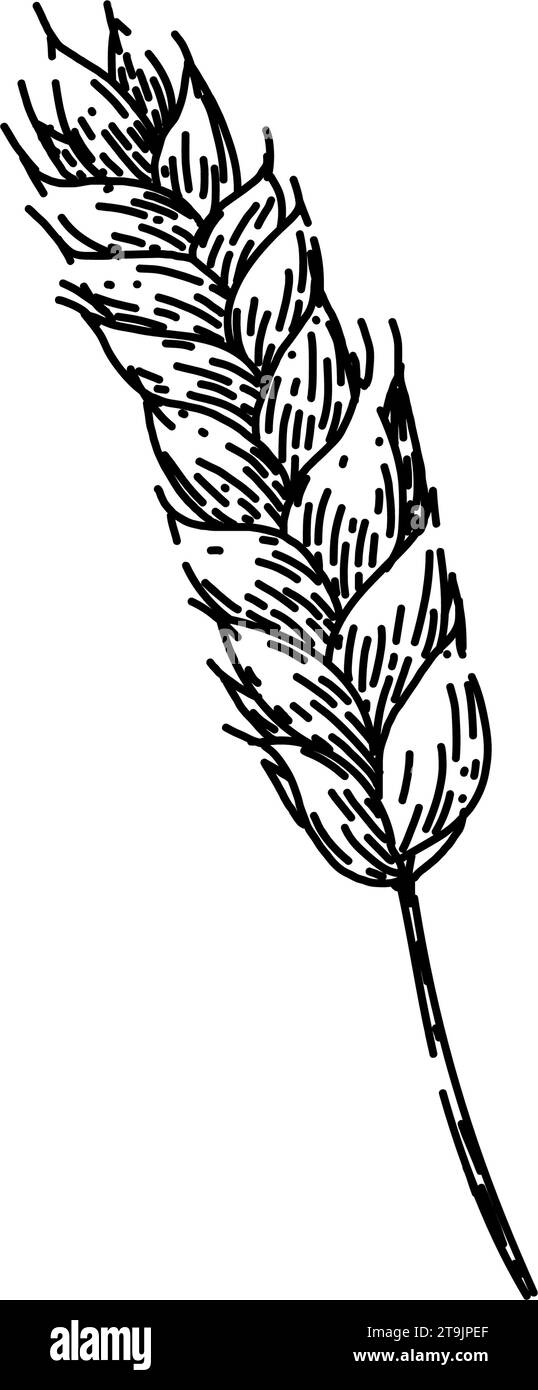farm wheat sketch hand drawn vector Stock Vector Image & Art - Alamy
