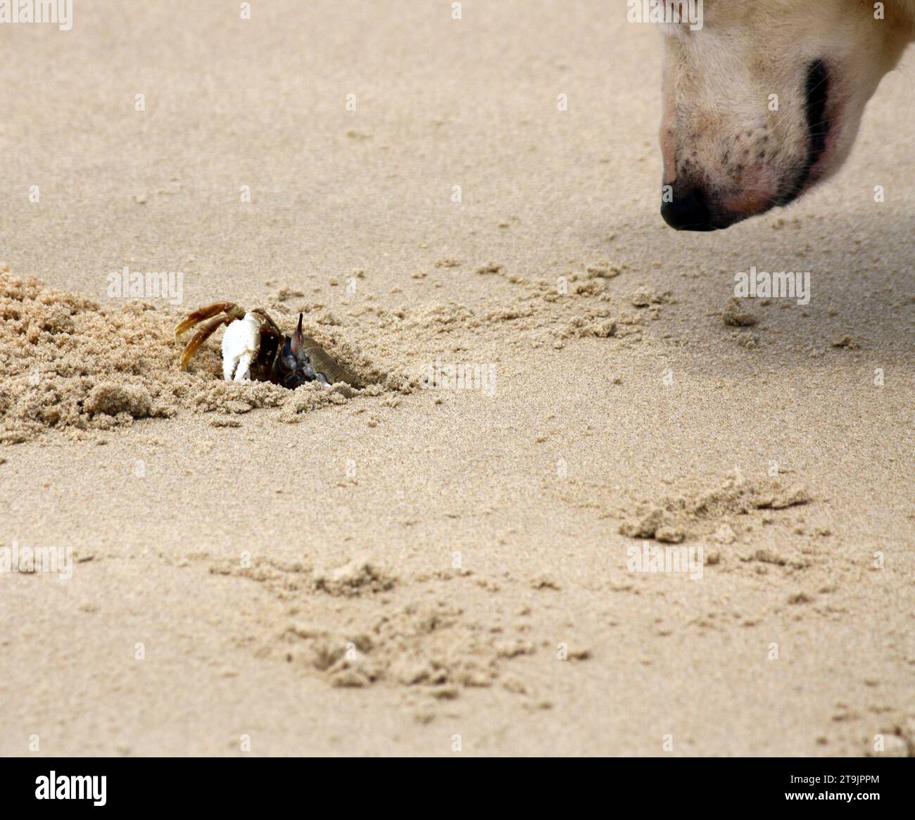Horned ghost crab (Ocypode ceratophthalmus) face-to-face with a dog ...