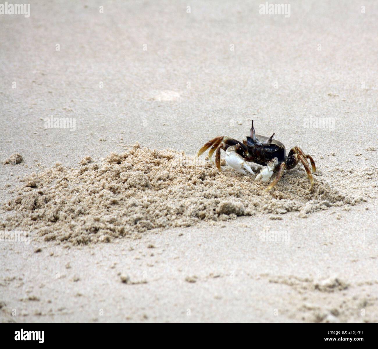 Horned ghost crab (Ocypode ceratophthalmus) near its burrow : (pix ...
