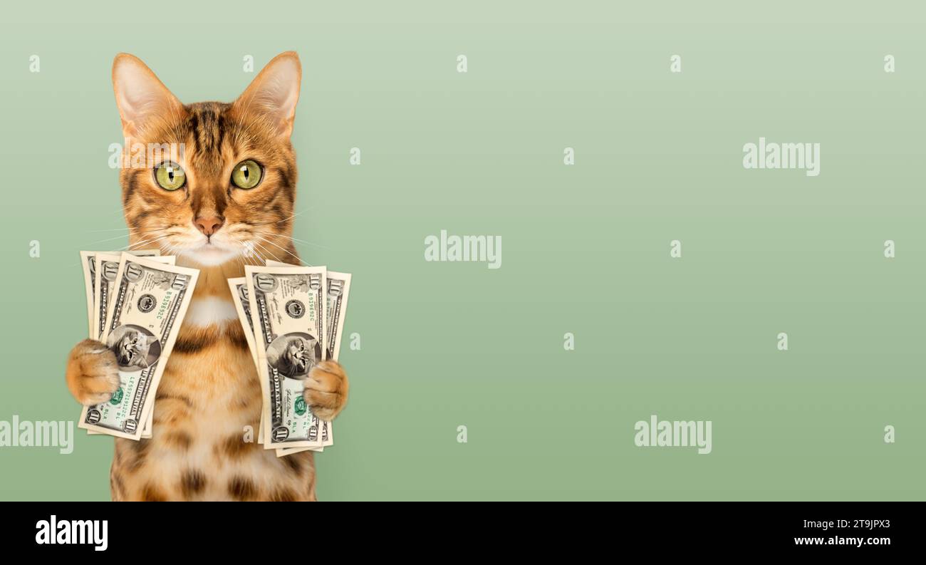 Funny rich red cat with cash. The cat holds banknotes in his paws on a ...