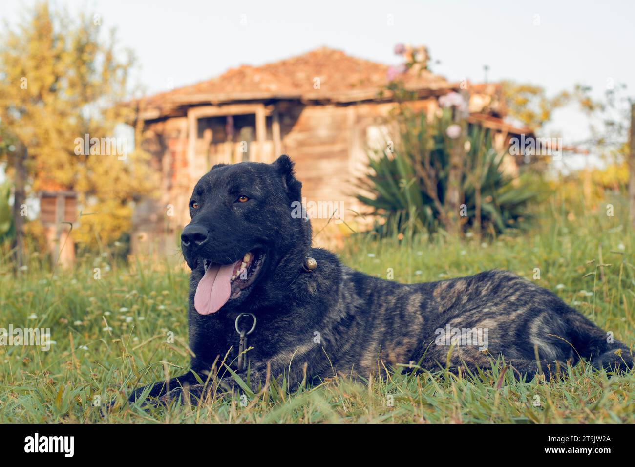Kangal dogs, whose character and physical structure are exactly the ...