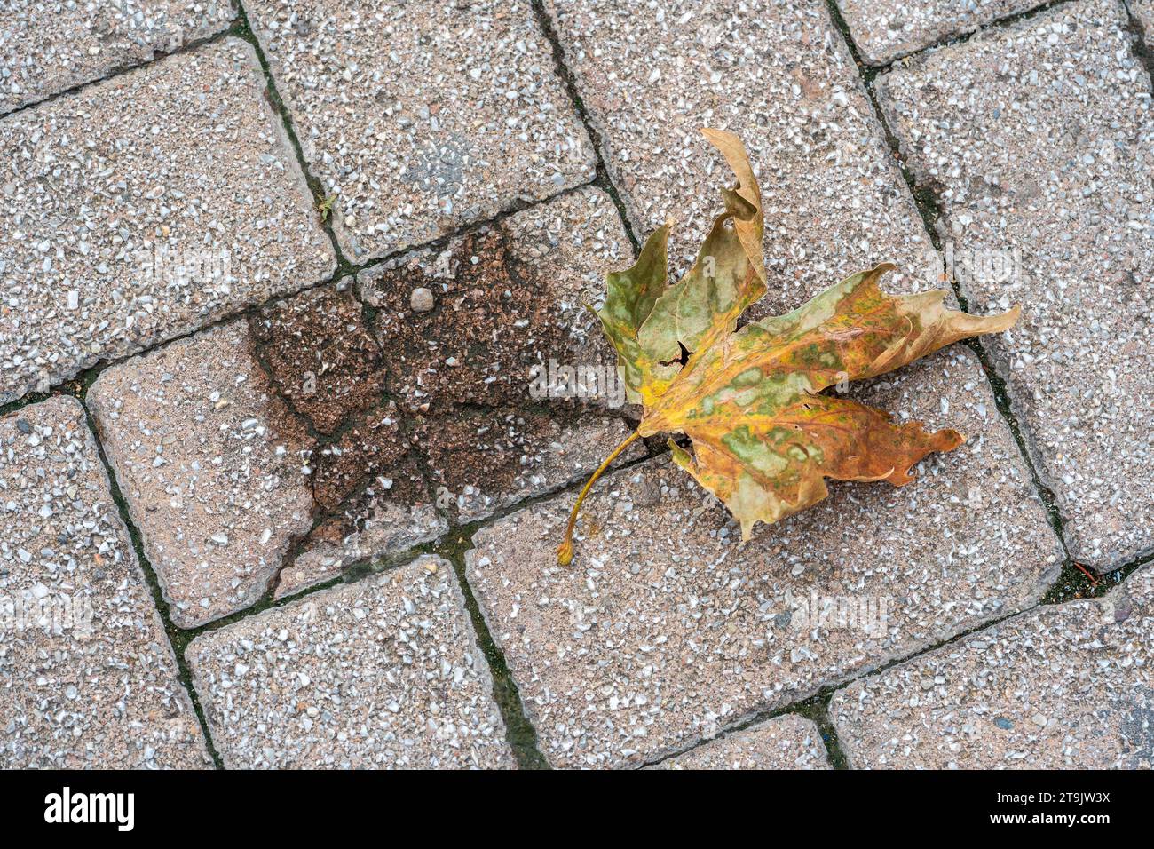 Autumn colored leaf on the pavement floor. Pattern and texture. Wet ...