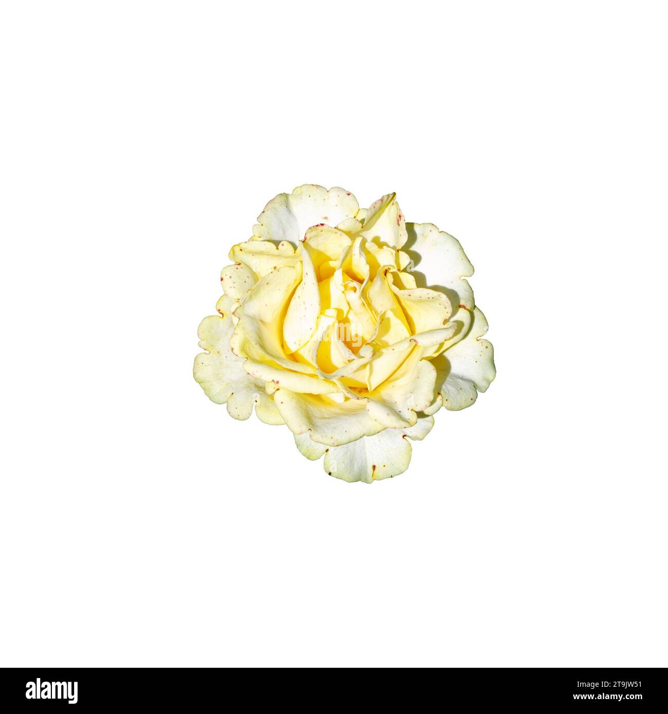 Full bloom center hi-res stock photography and images - Alamy