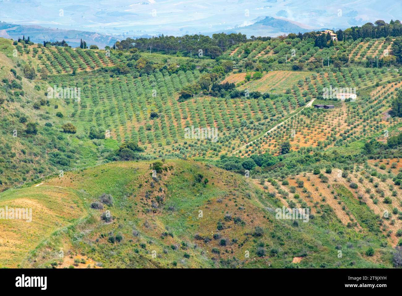 Sicily olive tree hi-res stock photography and images - Alamy