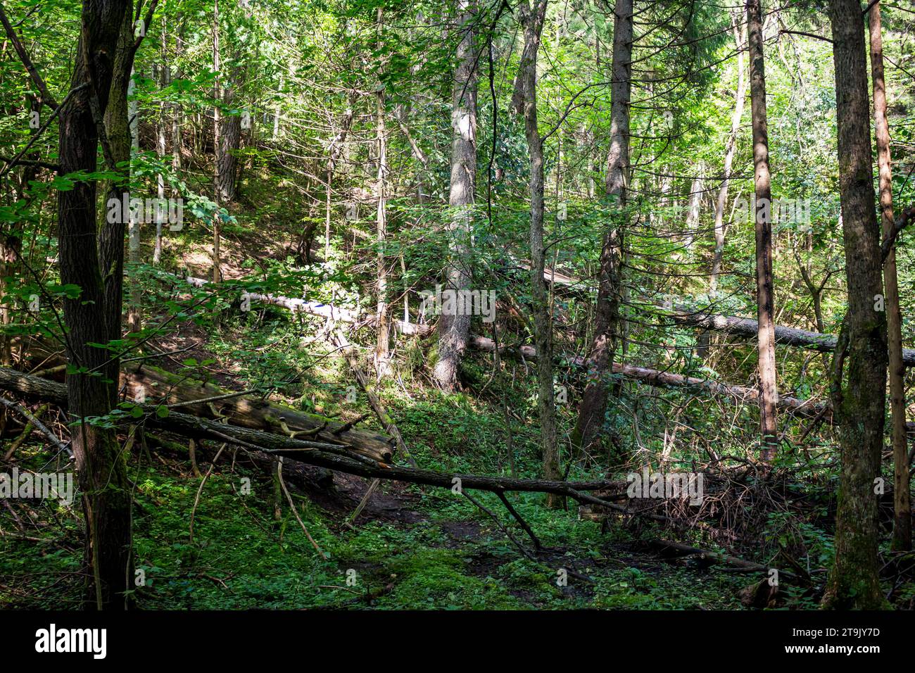 Forest wilds with trees growing on a slope Stock Photo - Alamy