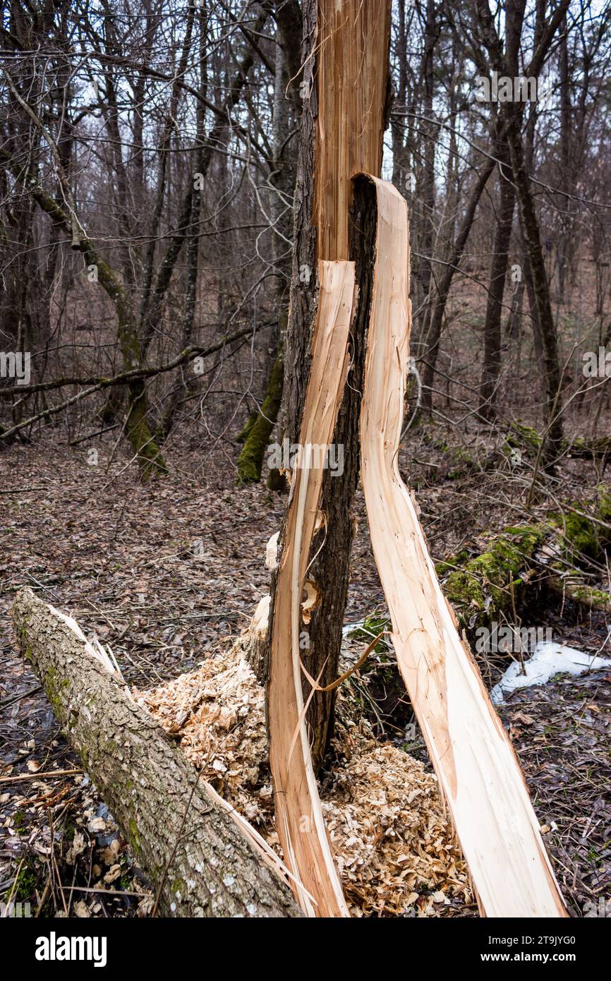 A tree broken by beavers in the forest, the bark of which was torn off ...