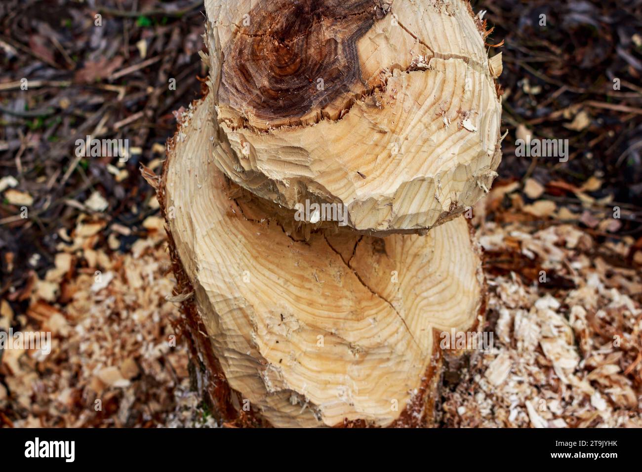 Close-up of a tree gnawed by beavers, traces of sharp beaver teeth on ...