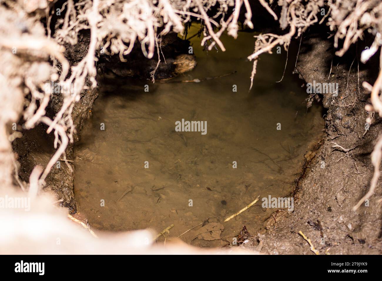 Beaver hole in damp ground near a pond close-up Stock Photo - Alamy