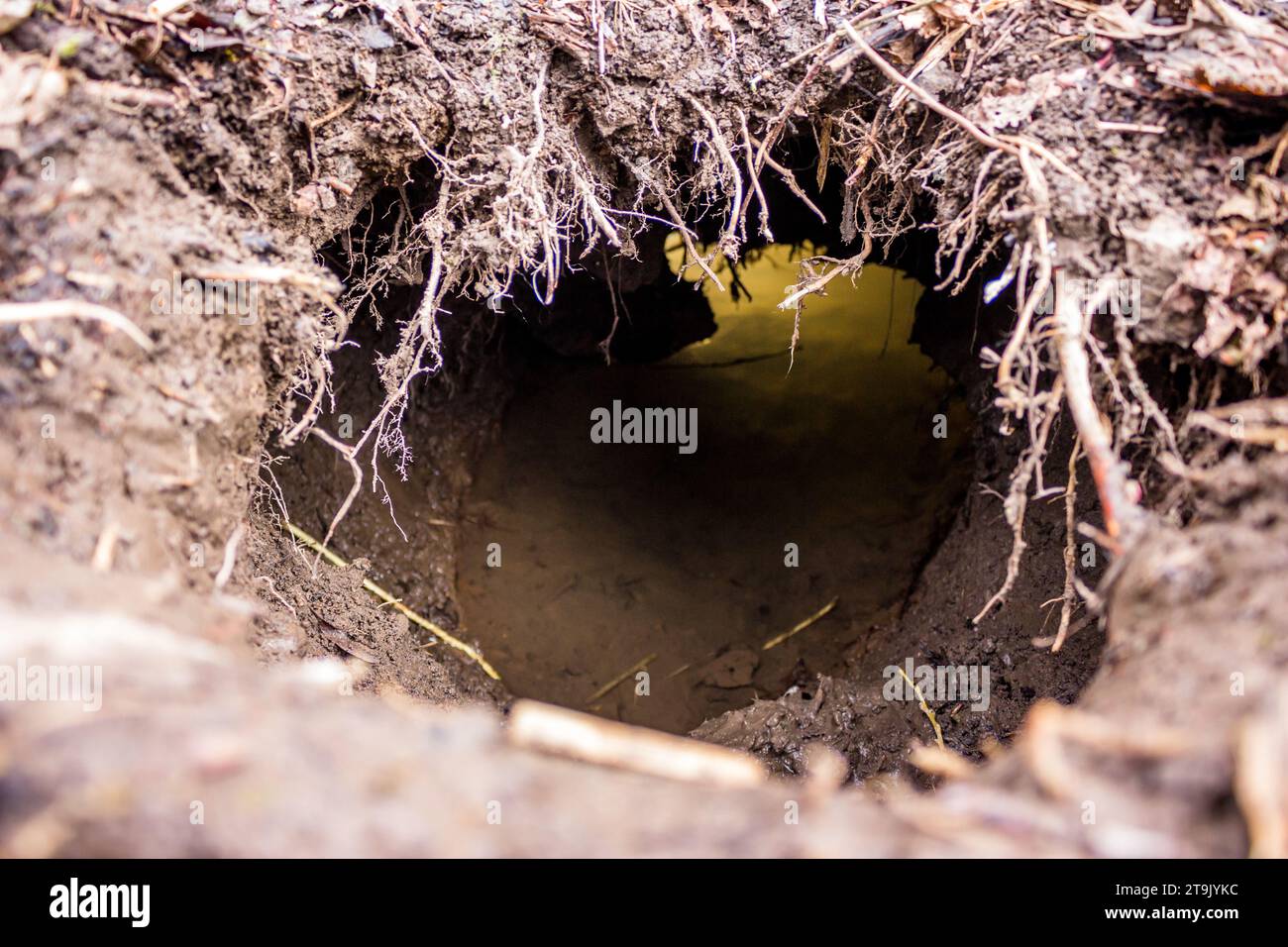 Beaver hole hi-res stock photography and images - Alamy