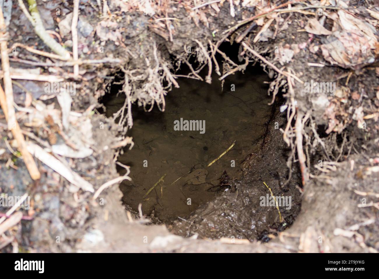 Beaver hole hi-res stock photography and images - Alamy