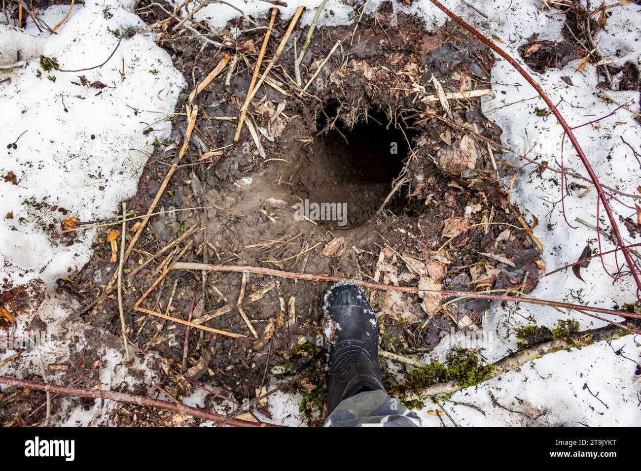 A hole going underground surrounded by melting snow, the home of ...