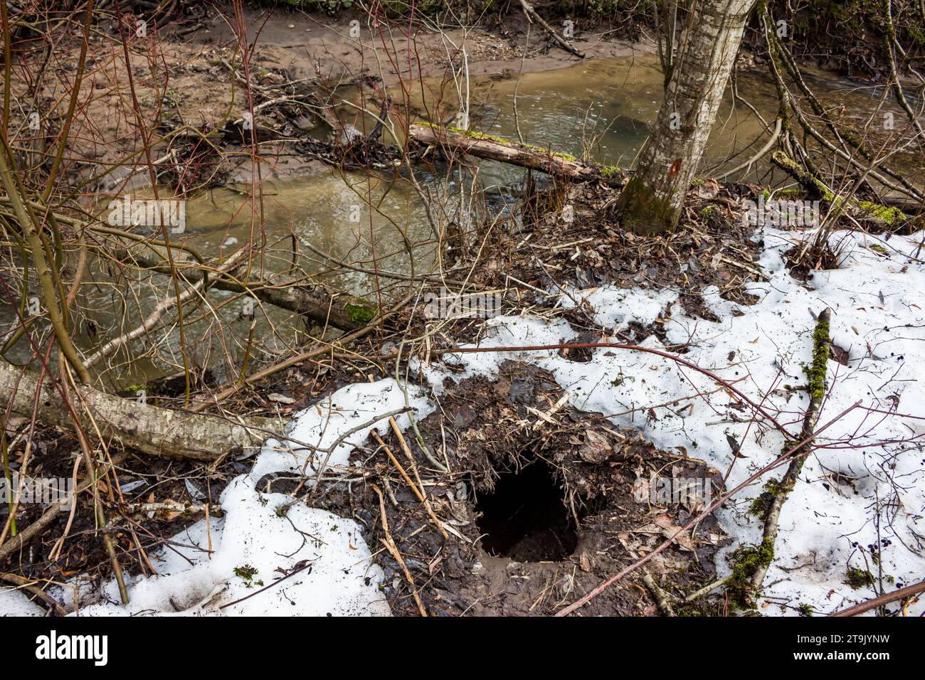 Beaver hole going underground near the river Stock Photo - Alamy