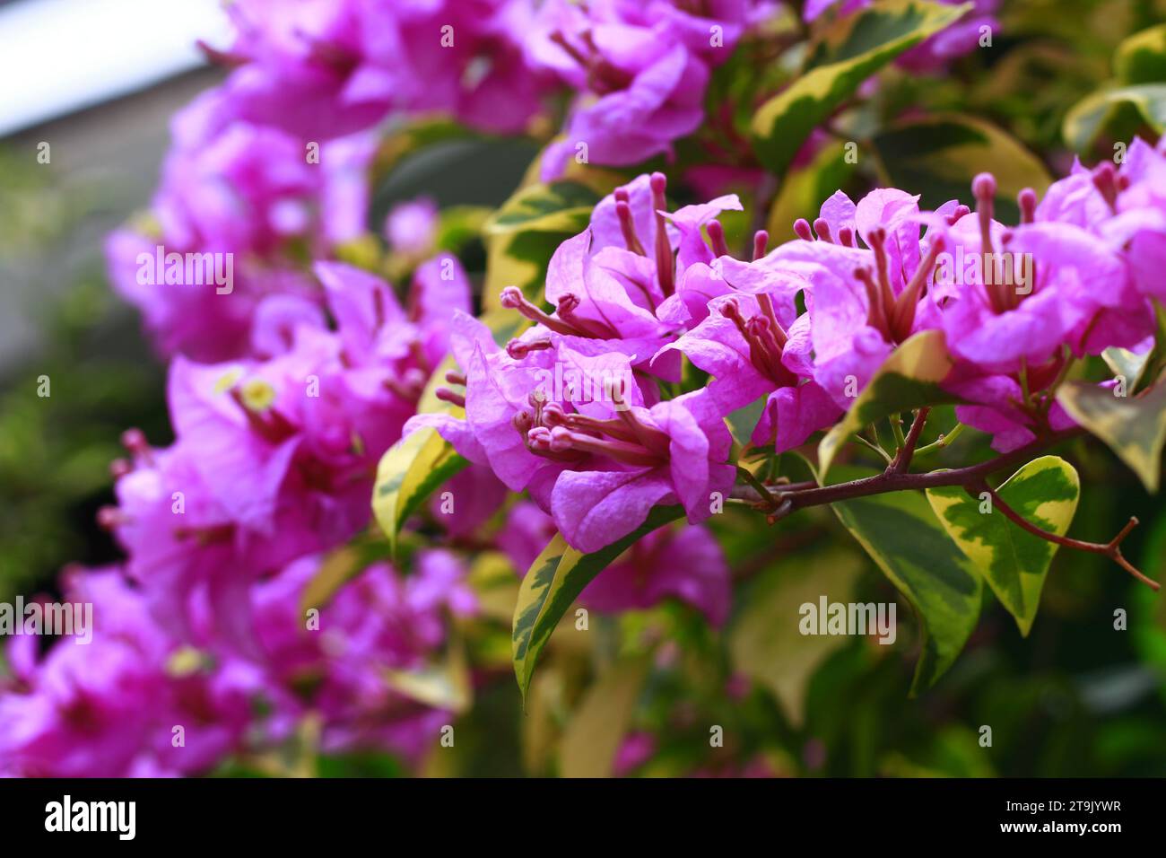 The spring Zinnia flower stalks bask in the sun. Spring background ...