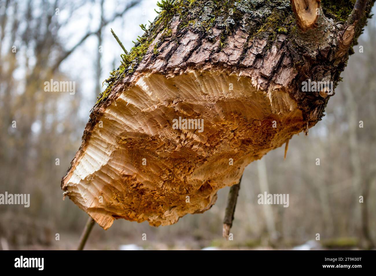 Traces of sharp beaver teeth on a tree trunk Stock Photo - Alamy