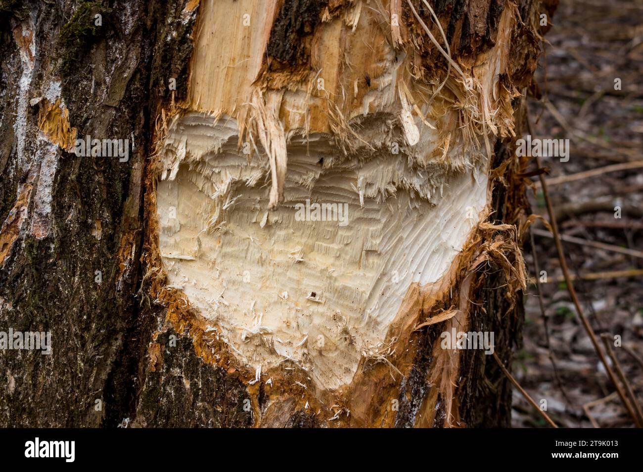 Traces of sharp beaver teeth on a tree trunk Stock Photo - Alamy