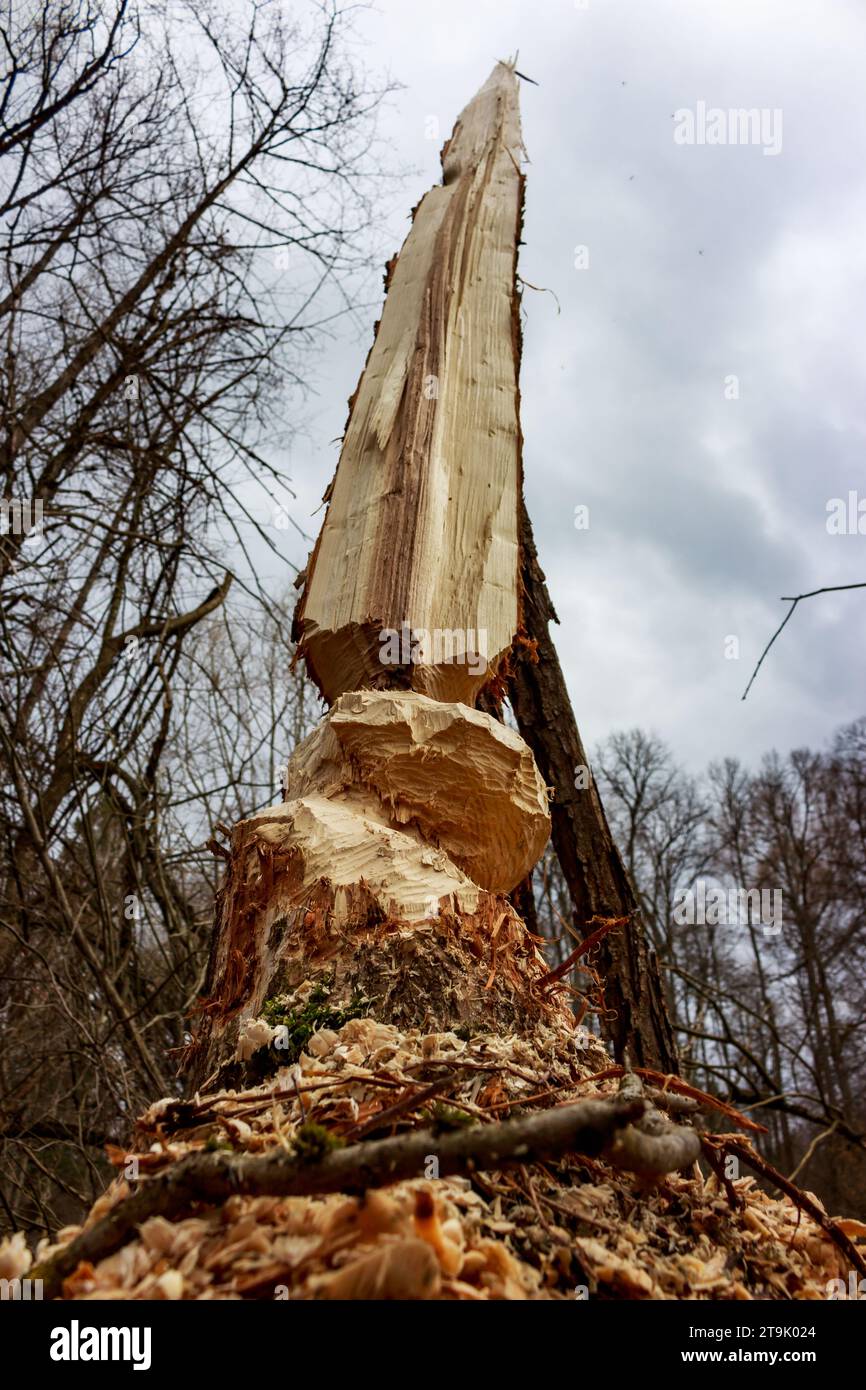 Beavers chewing trees in a wild forest area. Remains of a gnawed tree ...