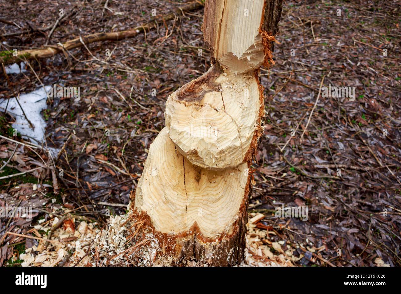 Wood sculpture created by beavers in the wild. Heavily chewed tree ...