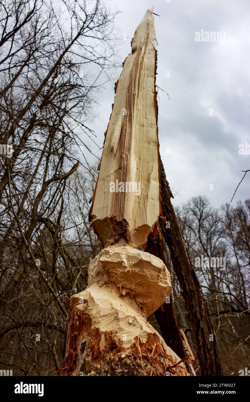 Beavers chewing trees in a wild forest area. Remains of a gnawed tree ...