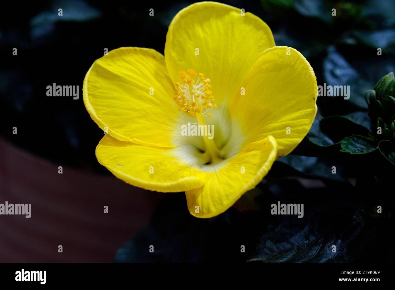 Beautiful hibiscus flower (Hibiscus rosa sinensis) on dark nature ...