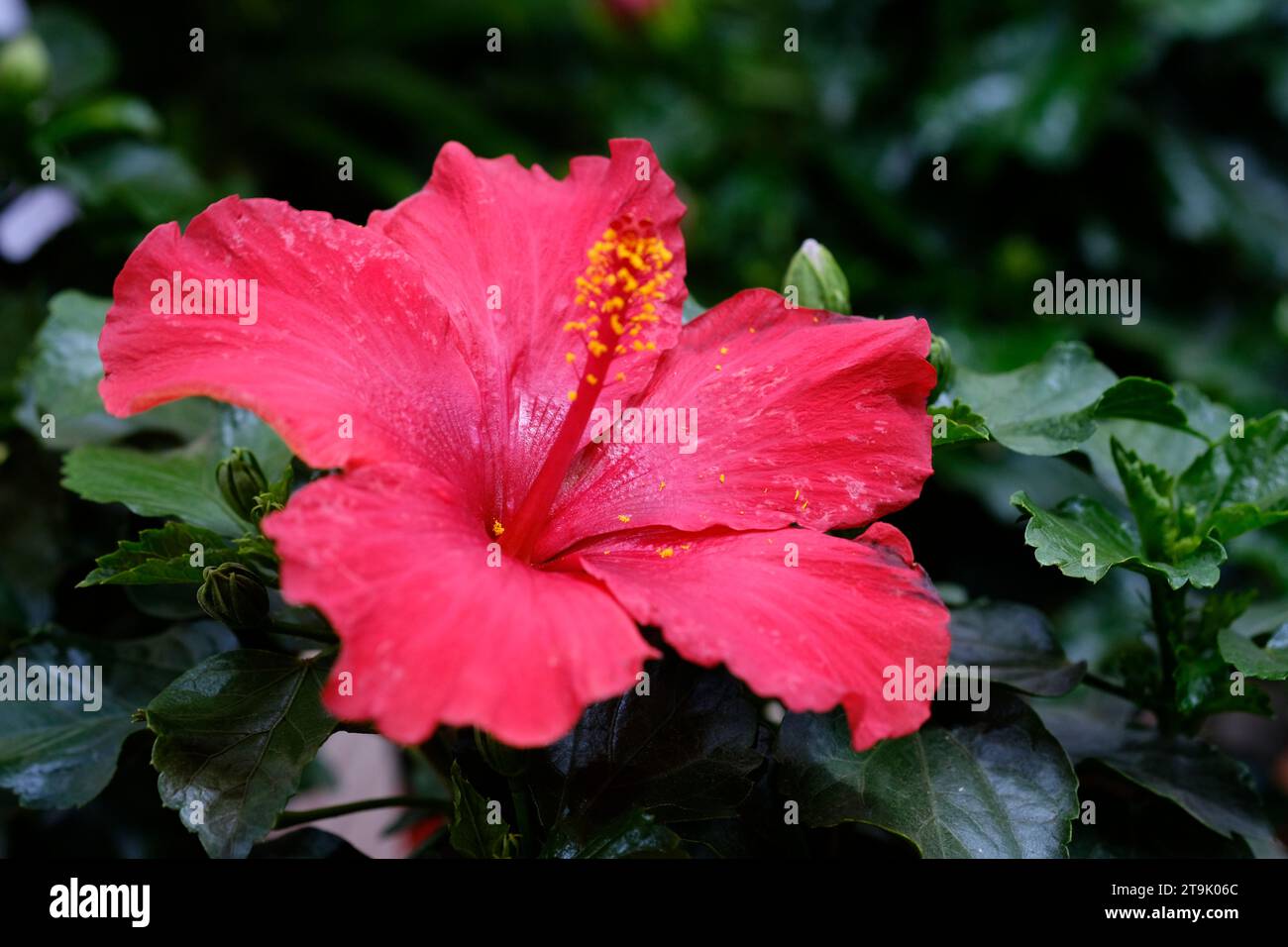 Beautiful hibiscus flower (Hibiscus rosa sinensis) on dark nature ...