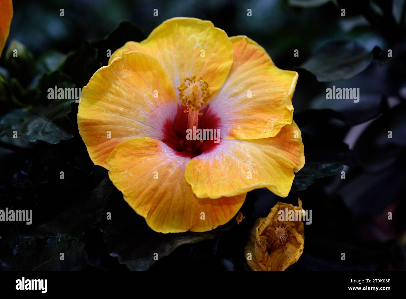 Beautiful hibiscus flower (Hibiscus rosa sinensis) on dark nature ...