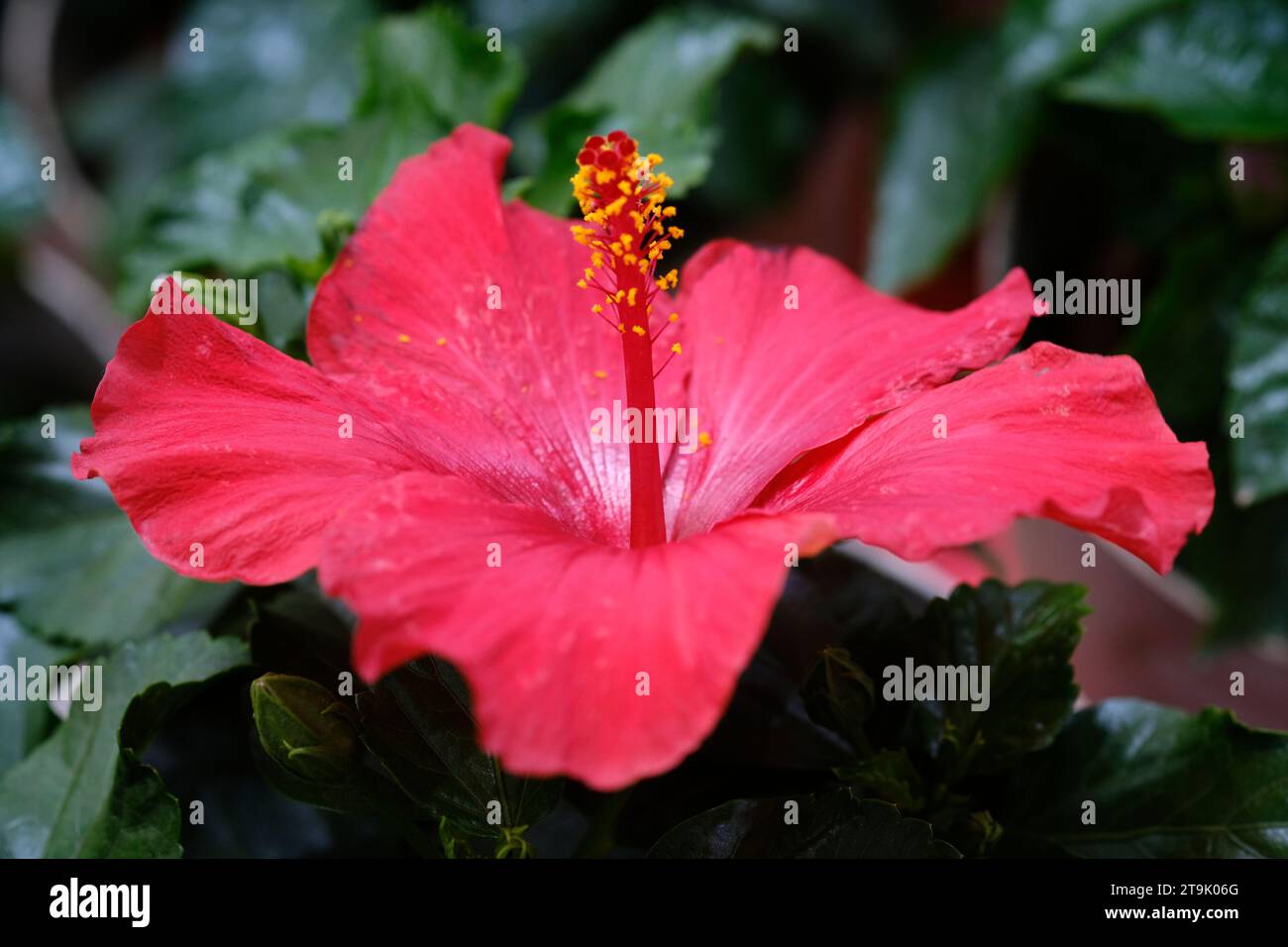 Beautiful hibiscus flower (Hibiscus rosa sinensis) on dark nature ...