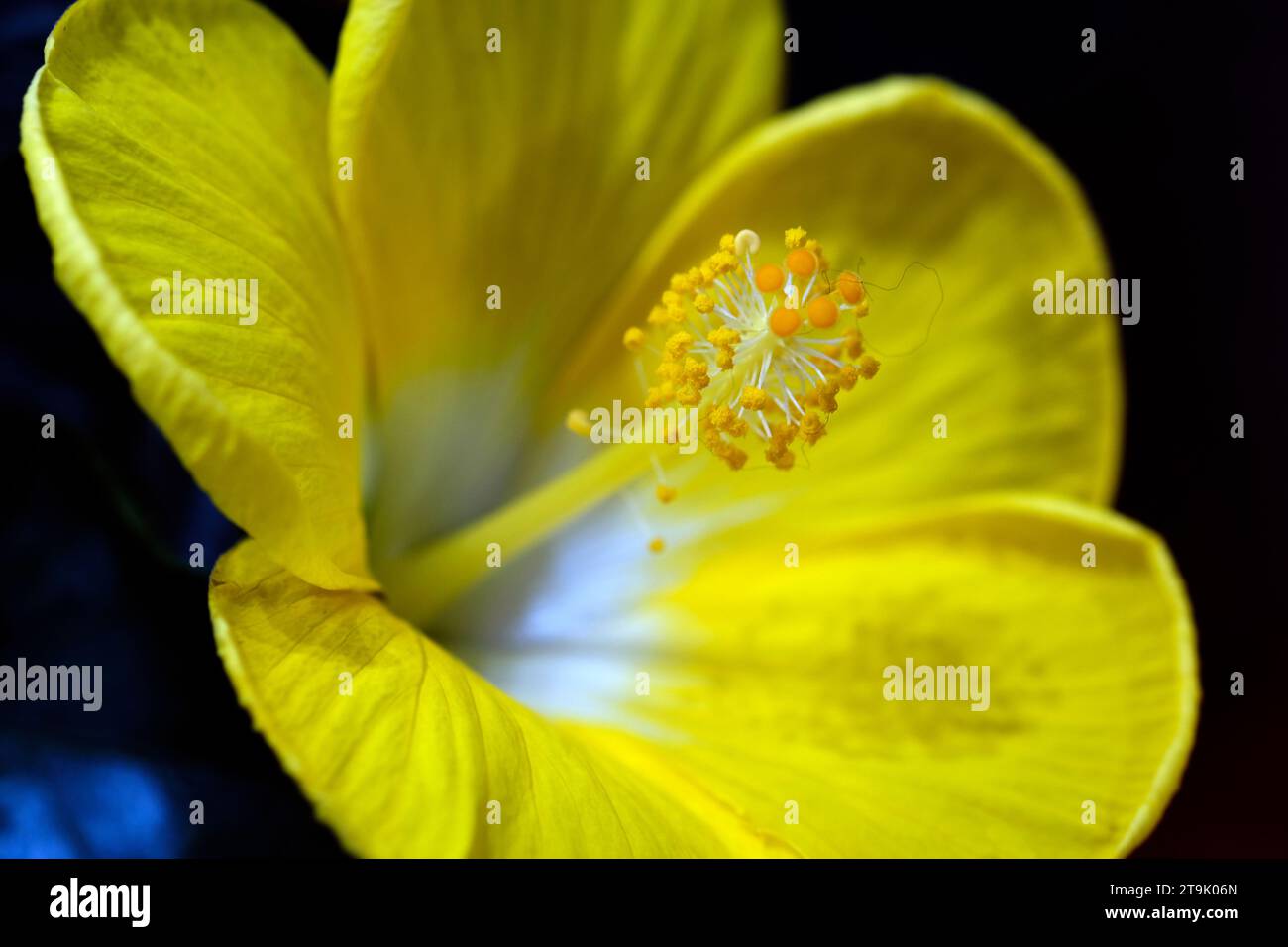 Beautiful hibiscus flower (Hibiscus rosa sinensis) on dark nature ...