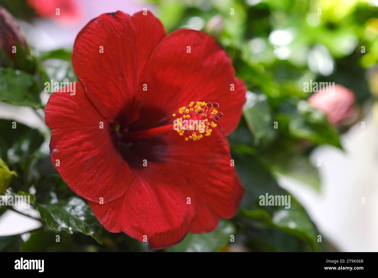 Beautiful hibiscus flower (Hibiscus rosa sinensis) on dark nature ...