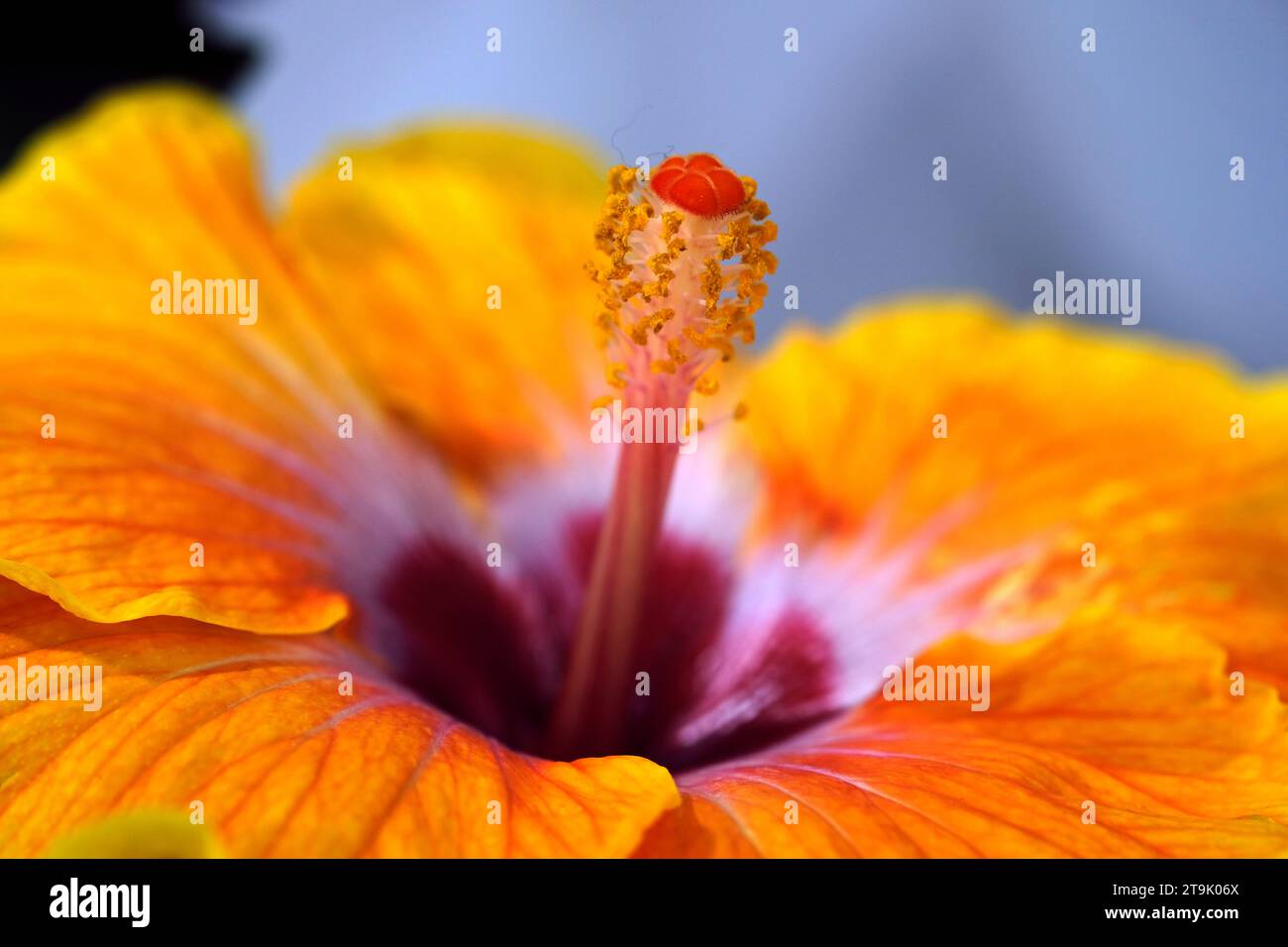 Beautiful hibiscus flower (Hibiscus rosa sinensis) on dark nature ...