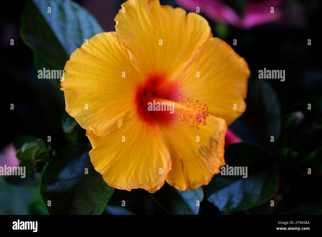 Beautiful hibiscus flower (Hibiscus rosa sinensis) on dark nature ...
