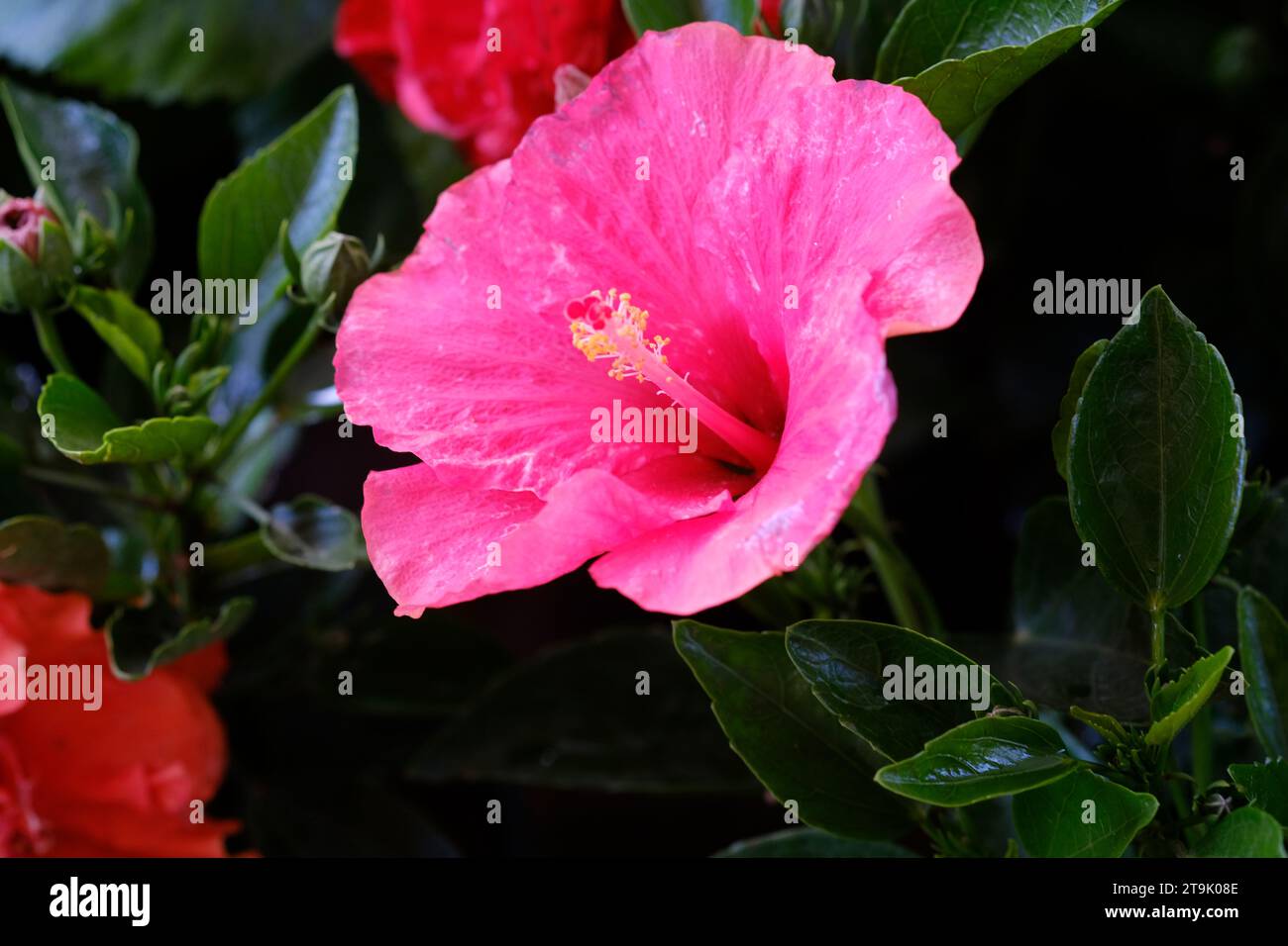Beautiful hibiscus flower (Hibiscus rosa sinensis) on dark nature ...
